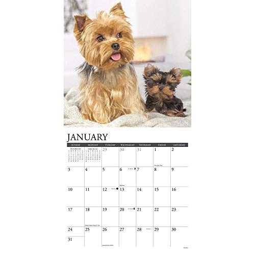Just Yorkies 2021 Wall Calendar (Dog Breed Calendar)