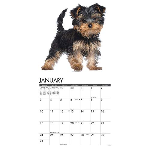 Just Yorkie Puppies 2021 Wall Calendar (Dog Breed Calendar)