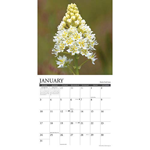 Wildflowers 2021 Wall Calendar
