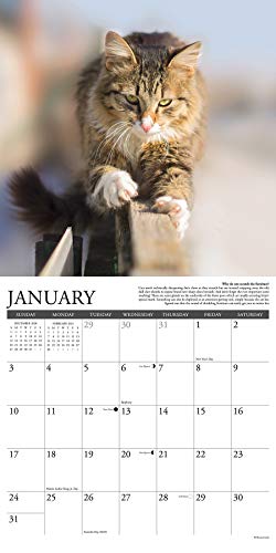 Why Cats Do That 2021 Wall Calendar