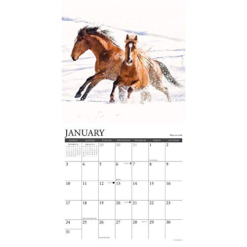 What Horses Teach Us 2021 Wall Calendar