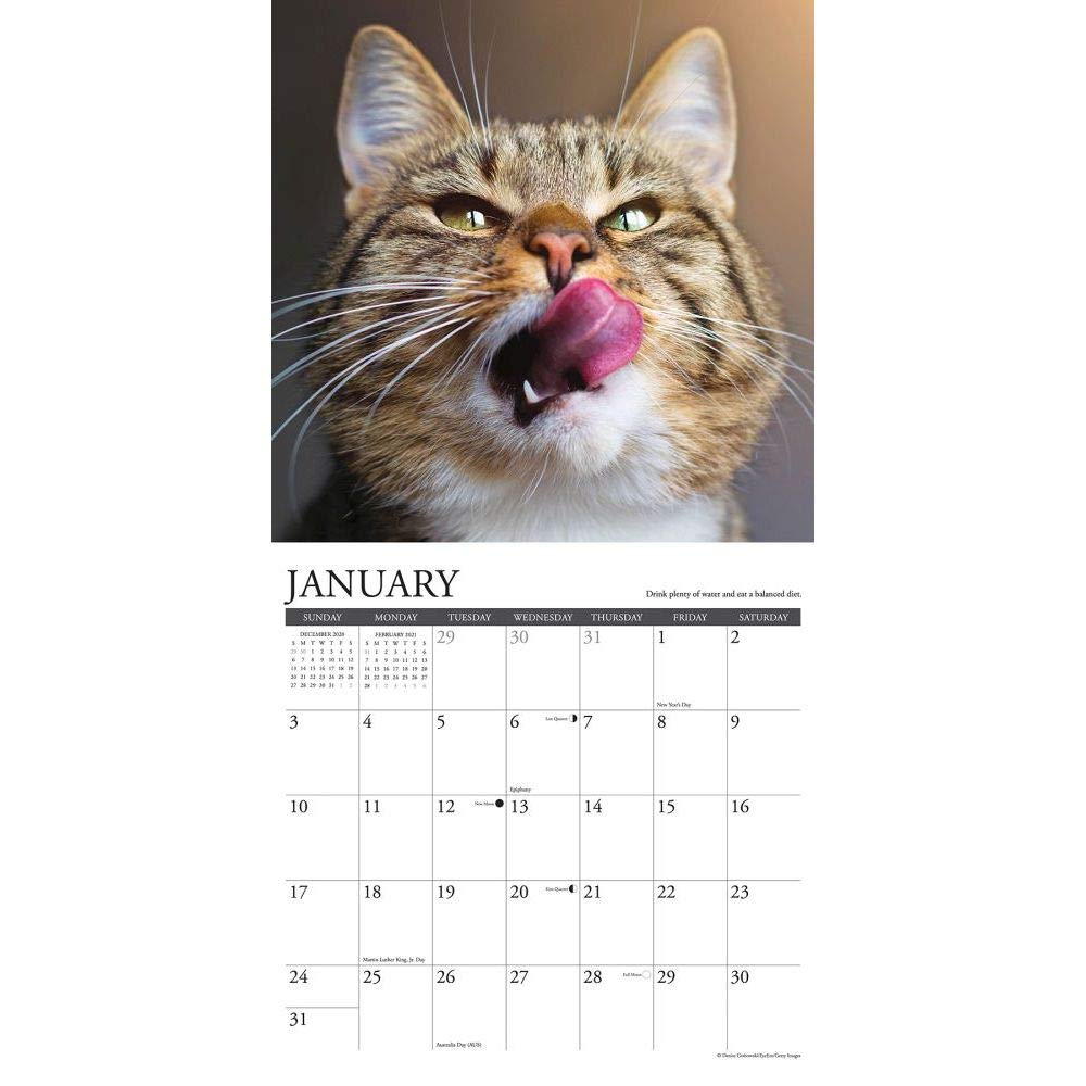 What Cats Teach Us 2021 Wall Calendar