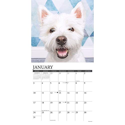 Just Westies 2021 Wall Calendar (Dog Breed Calendar)
