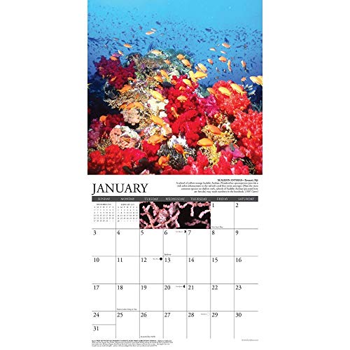 Under the Sea 2021 Wall Calendar