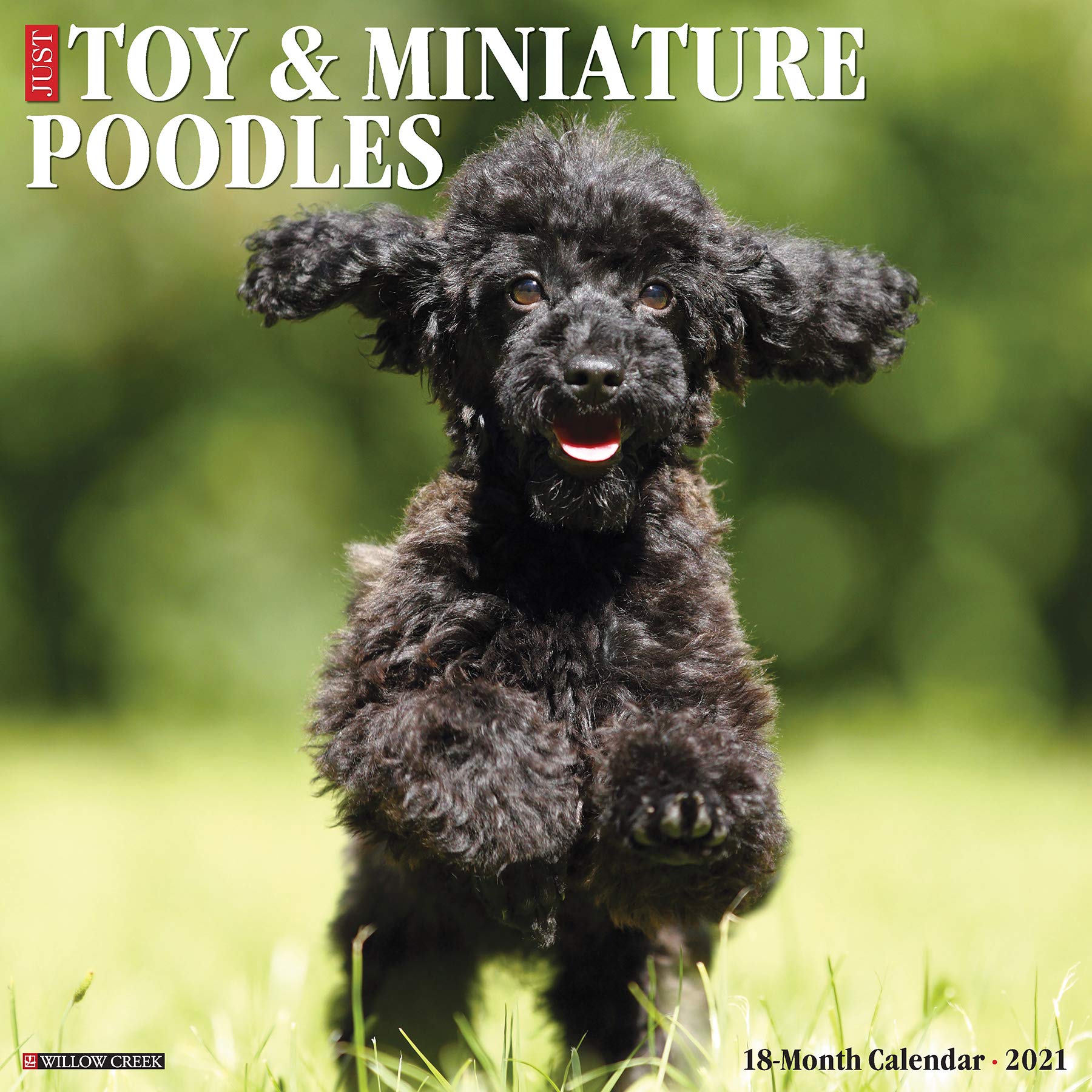 Just Toy & Miniature Poodles 2021 Wall Calendar (Dog Breed Calendar)