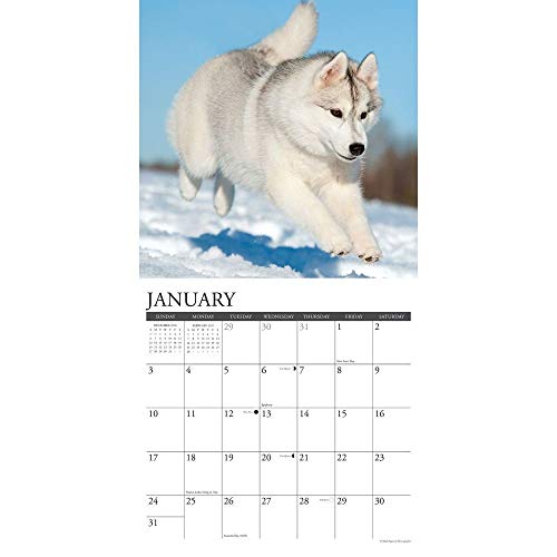 Just Siberian Huskies 2021 Wall Calendar (Dog Breed Calendar)