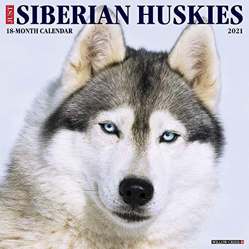 Just Siberian Huskies 2021 Wall Calendar (Dog Breed Calendar)