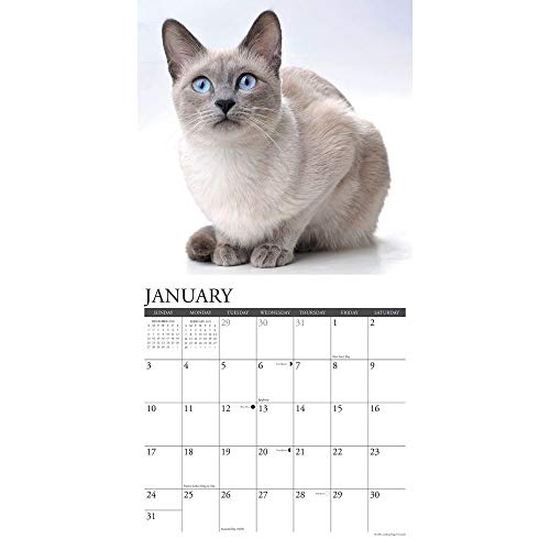 Siamese Cats 2021 Wall Calendar