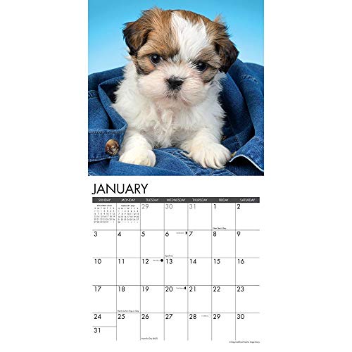 Just Shih Tzu Puppies 2021 Wall Calendar (Dog Breed Calendar)