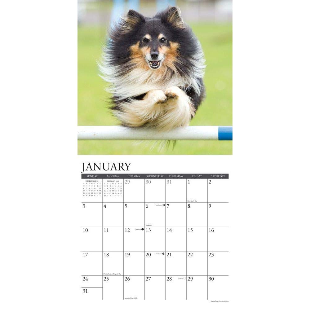 Just Shelties 2021 Wall Calendar (Dog Breed Calendar)