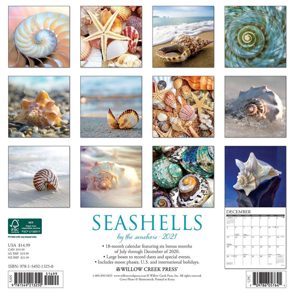 Seashells 2021 Wall Calendar