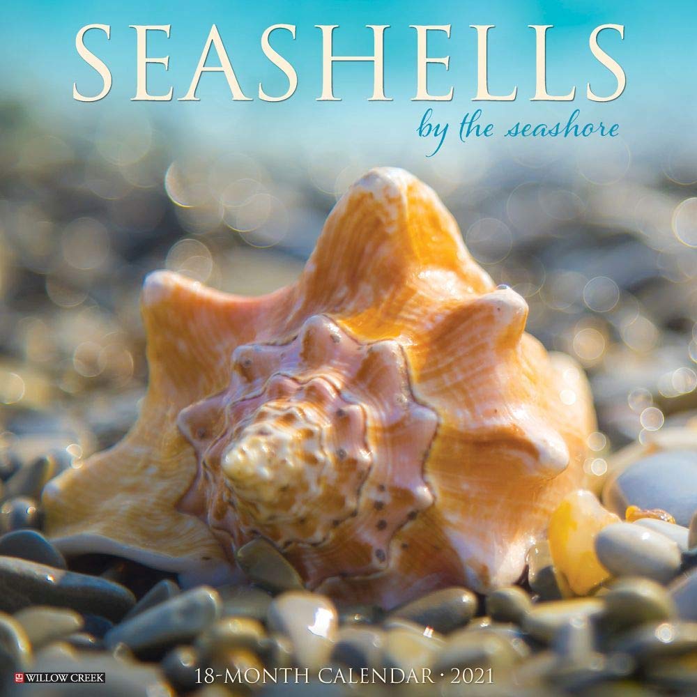 Seashells 2021 Wall Calendar