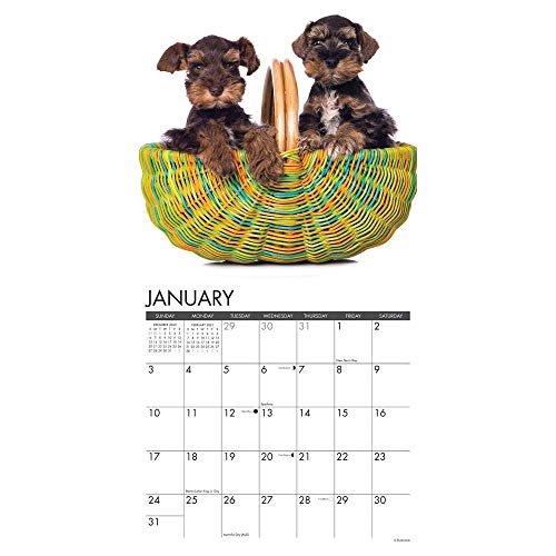 Just Schnauzer Puppies 2021 Wall Calendar (Dog Breed Calendar)