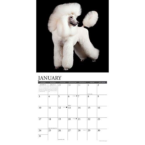 Just Poodles 2021 Wall Calendar (Dog Breed Calendar)