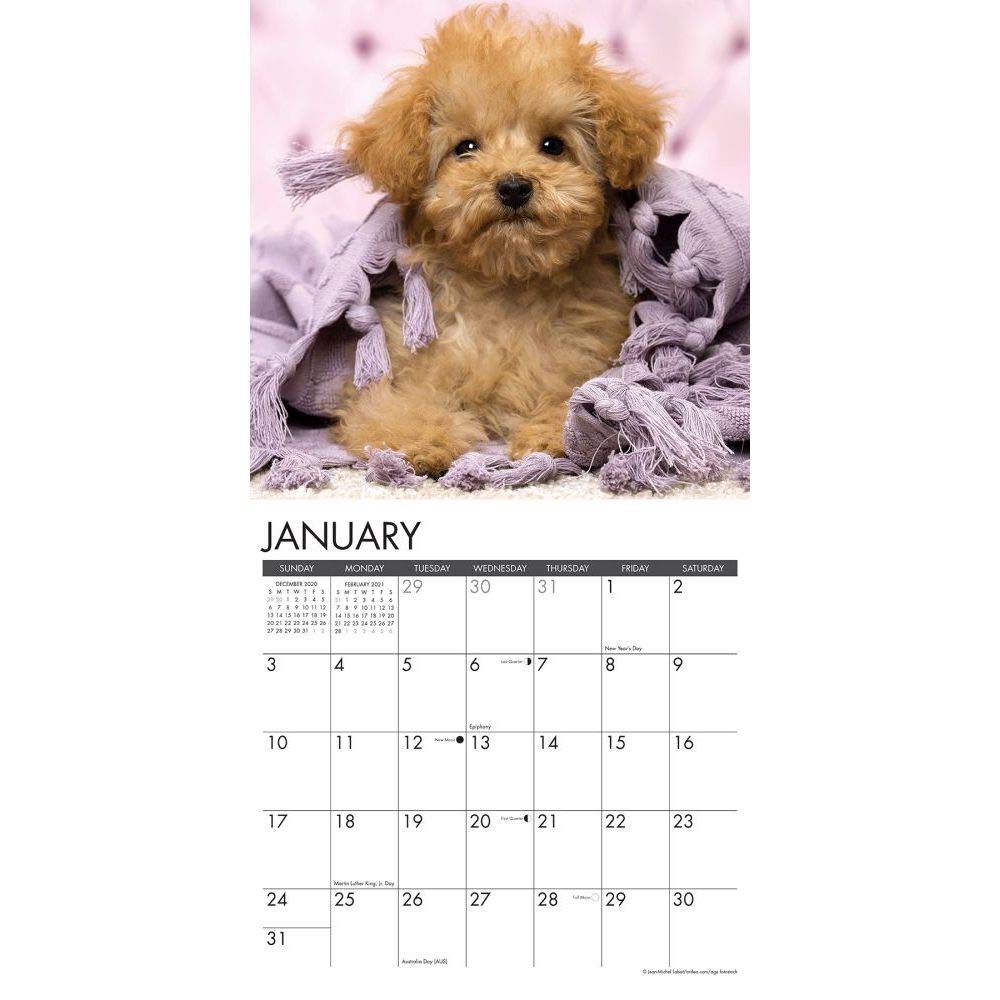 Just Poodle Puppies 2021 Wall Calendar (Dog Breed Calendar)