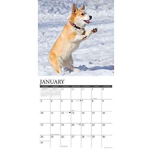 Just Pembroke Corgis 2021 Wall Calendar (Dog Breed Calendar)