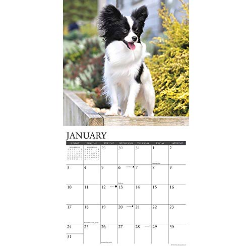 Just Papillons 2021 Wall Calendar (Dog Breed Calendar)