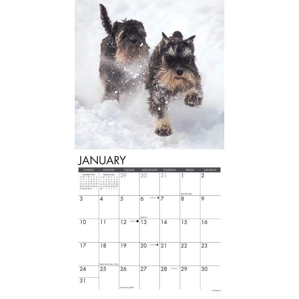 Just Miniature Schnauzers 2021 Wall Calendar (Dog Breed Calendar)
