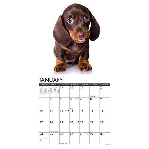 Just Mini Dachshunds 2021 Wall Calendar (Dog Breed Calendar)