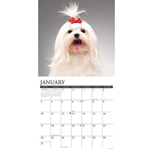 Just Maltese 2021 Wall Calendar (Dog Breed Calendar)