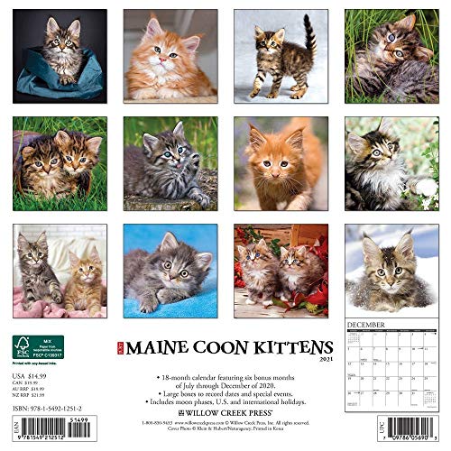 Just Maine Coon Kittens 2021 Wall Calendar