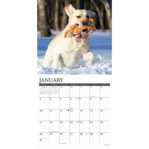 Just Labs 2021 Wall Calendar (Dog Breed Calendar)
