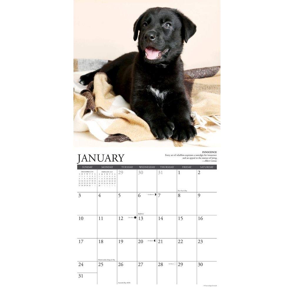 Lab Rules 2021 Wall Calendar (Dog Breed Calendar)