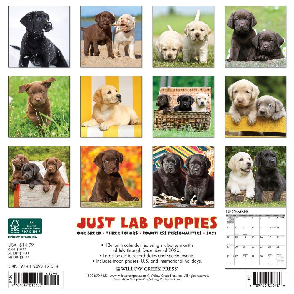 Just Lab Puppies 2021 Wall Calendar (Dog Breed Calendar)