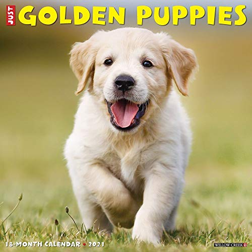 Just Golden Puppies 2021 Wall Calendar (Dog Breed Calendar)