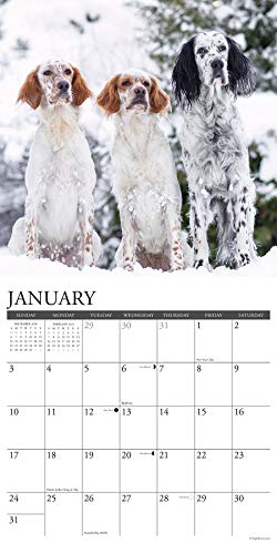 Just English Setters 2021 Wall Calendar (Dog Breed Calendar)
