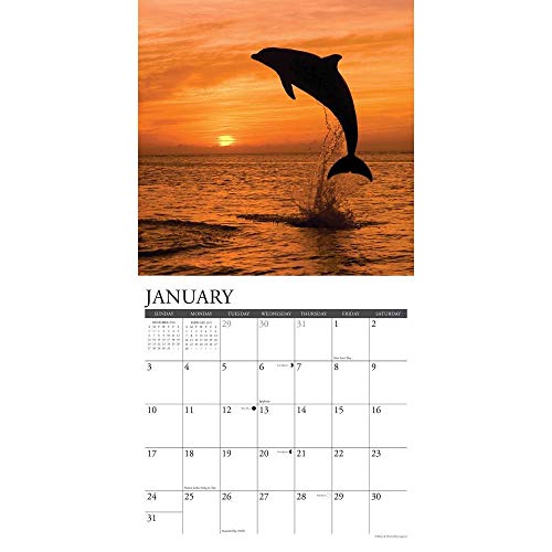 Dolphins 2021 Wall Calendar