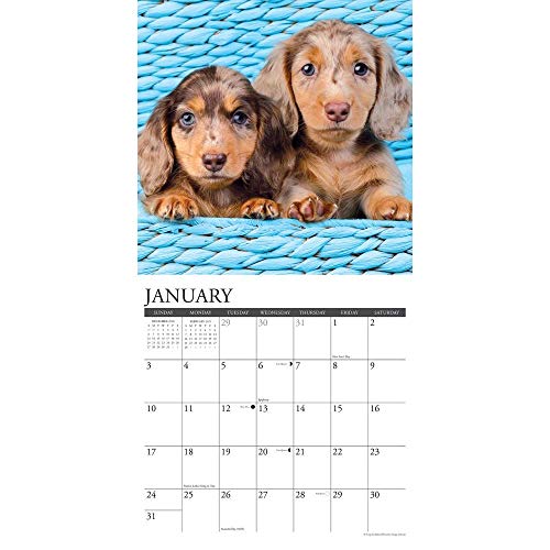 Just Dachshund Puppies 2021 Wall Calendar (Dog Breed Calendar)