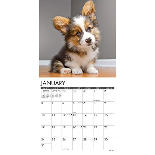 Just Corgi Puppies 2021 Wall Calendar (Dog Breed Calendar)