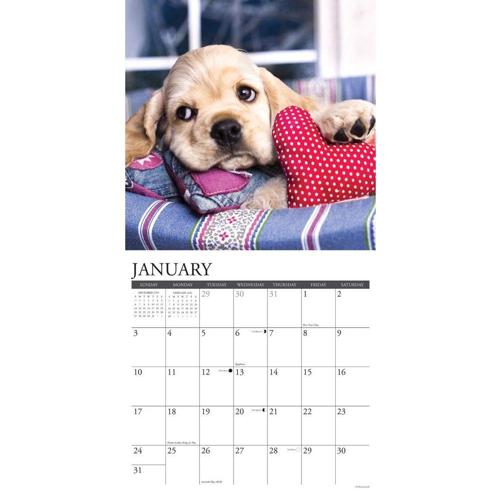 Just Cocker Spaniels 2021 Wall Calendar (Dog Breed Calendar)