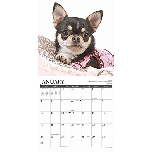 Chihuahua Rules 2021 Wall Calendar (Dog Breed Calendar)
