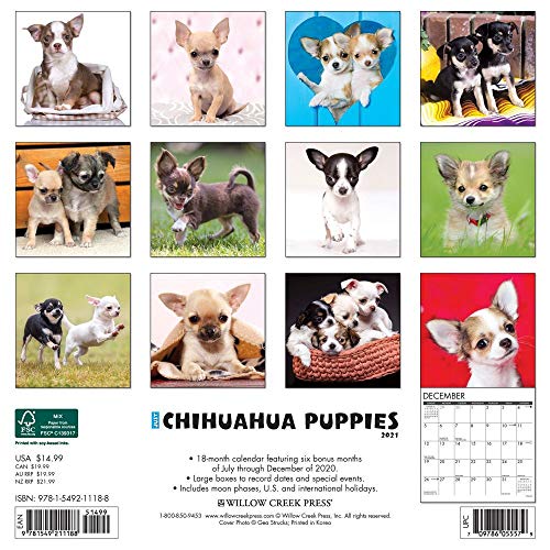 Just Chihuahua Puppies 2021 Wall Calendar (Dog Breed Calendar)