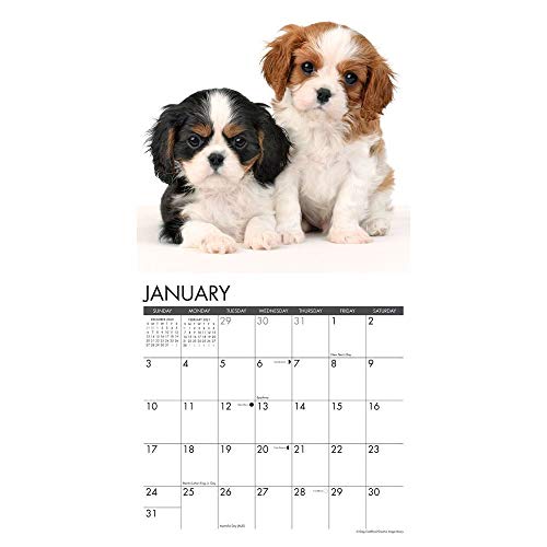 Just Cavalier King Charles Spaniels 2021 Wall Calendar (Dog Breed Calendar)
