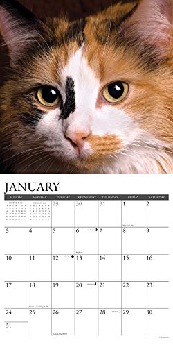 Just Calico Cats 2021 Wall Calendar