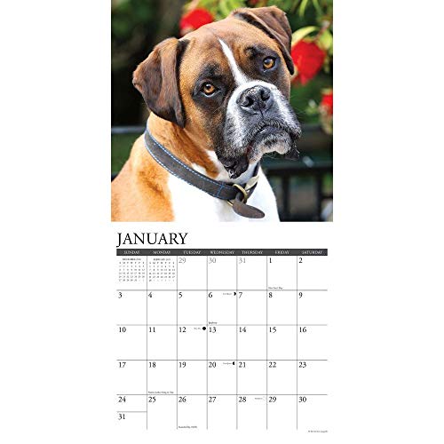 Just Boxers 2021 Wall Calendar (Dog Breed Calendar)
