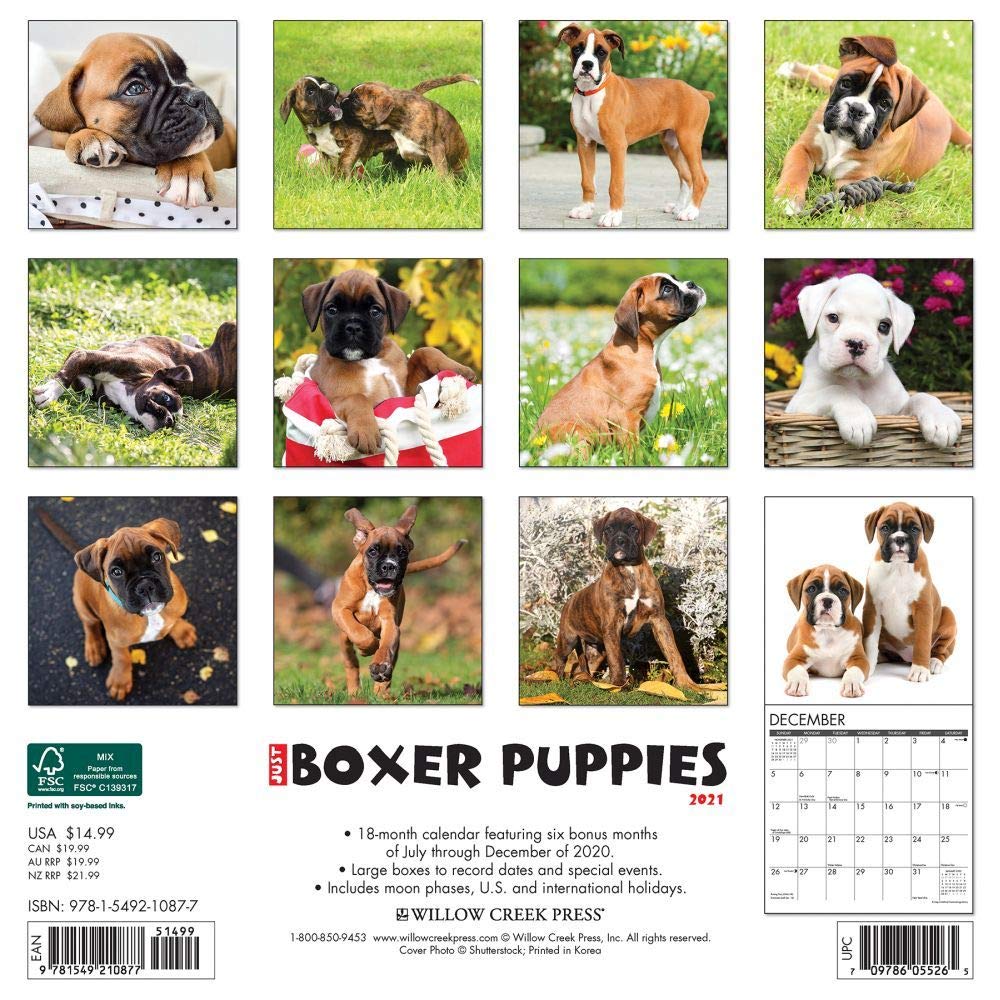 Just Boxer Puppies 2021 Wall Calendar (Dog Breed Calendar)