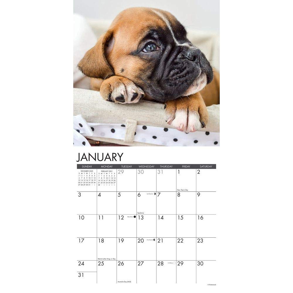 Just Boxer Puppies 2021 Wall Calendar (Dog Breed Calendar)