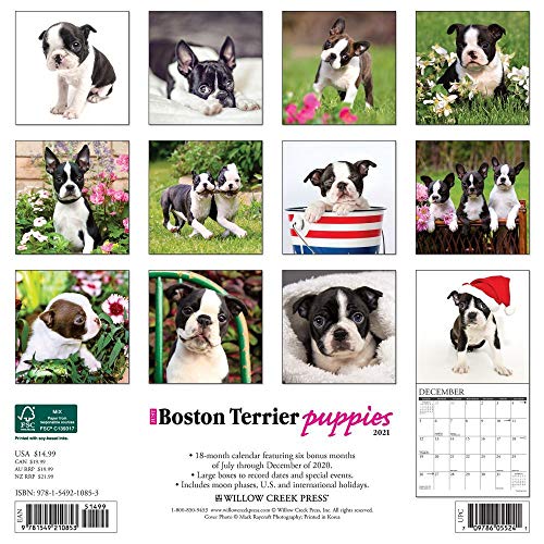 Just Boston Terrier Puppies 2021 Wall Calendar (Dog Breed Calendar)