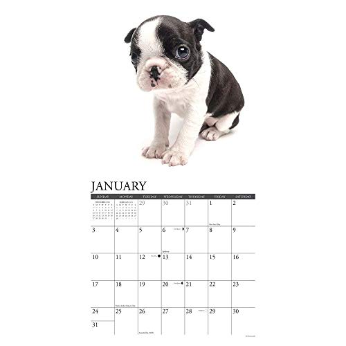 Just Boston Terrier Puppies 2021 Wall Calendar (Dog Breed Calendar)