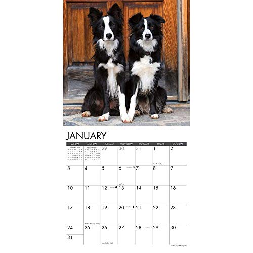 Just Border Collies 2021 Wall Calendar (Dog Breed Calendar)