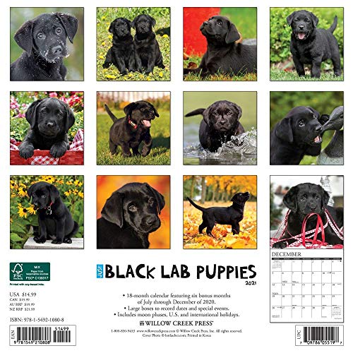 Just Black Lab Puppies 2021 Wall Calendar (Dog Breed Calendar)