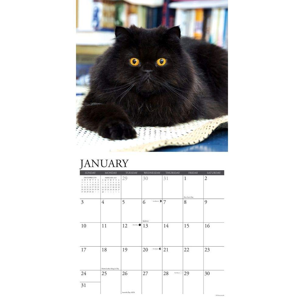 Just Black Cats 2021 Wall Calendar