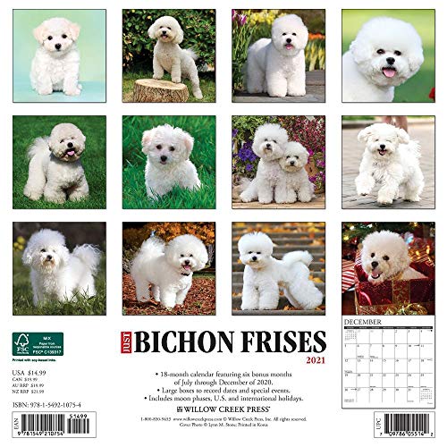 Just Bichons Frises 2021 Wall Calendar (Dog Breed Calendar)