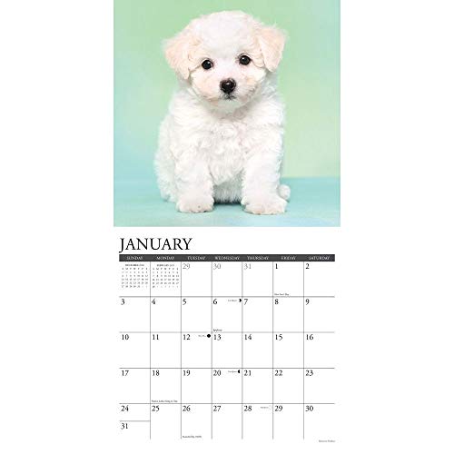 Just Bichons Frises 2021 Wall Calendar (Dog Breed Calendar)