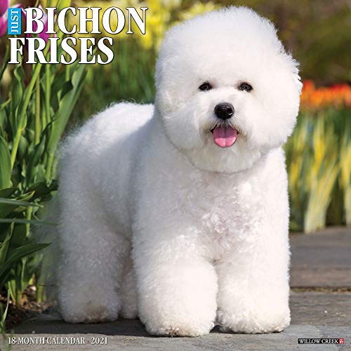 Just Bichons Frises 2021 Wall Calendar (Dog Breed Calendar)