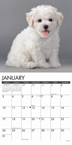 Just Bichon Frise Puppies 2021 Wall Calendar (Dog Breed Calendar)